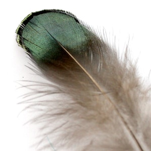 2-4 Inch Green Pheasant Feathers 10 Green Feathers. Green - Etsy