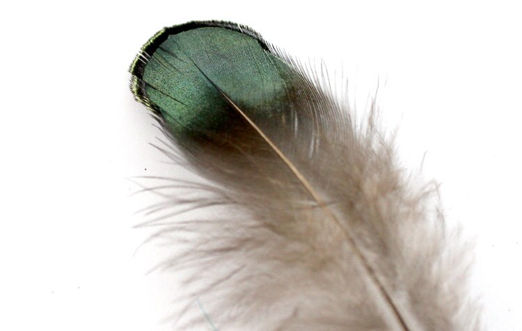 2-4 Inch Green Pheasant Feathers 10 Green Feathers. Green - Etsy Canada