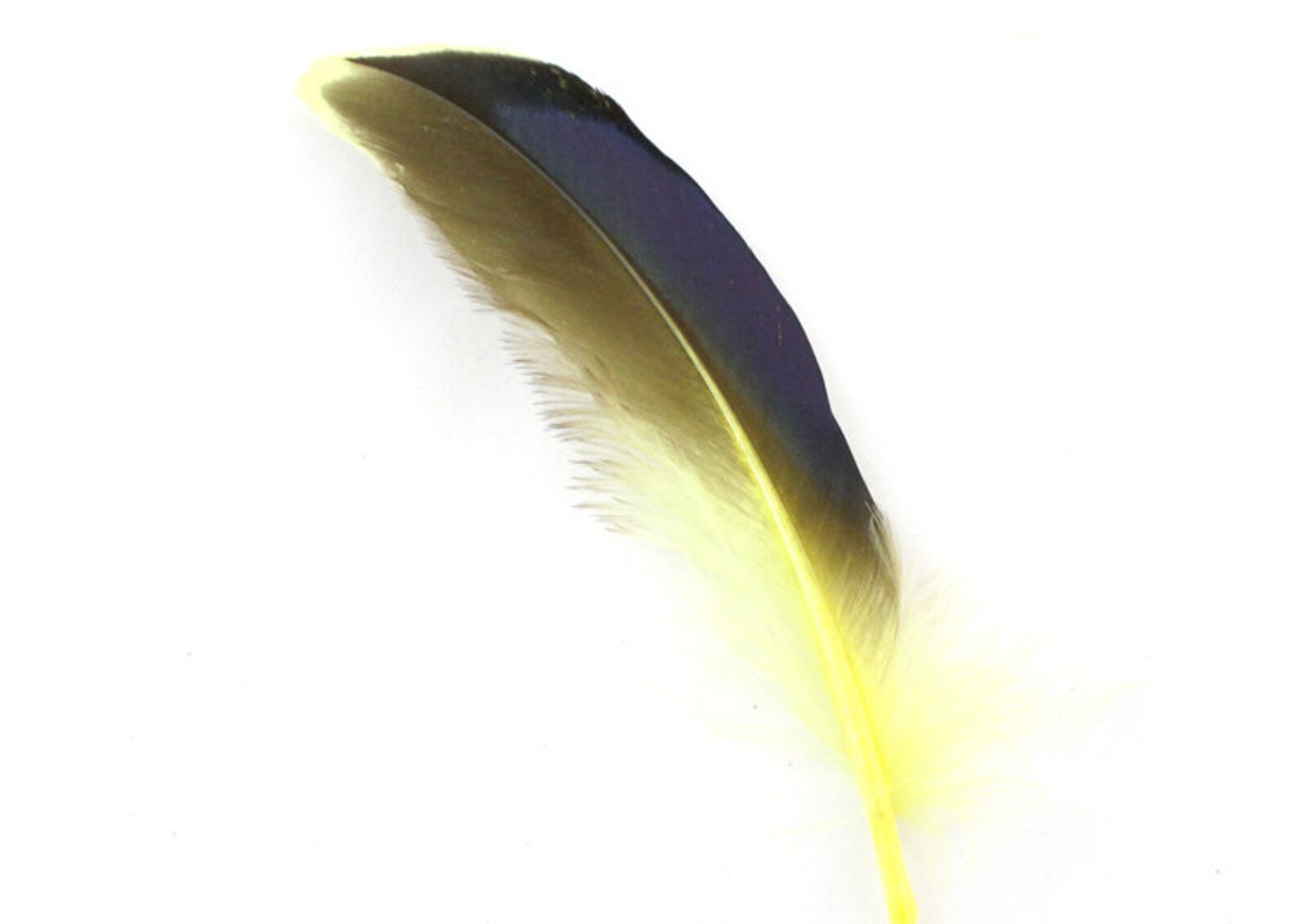 4-6 Inch Yellow Duck Feathers 10 Yellow Mallard Feathers. - Etsy