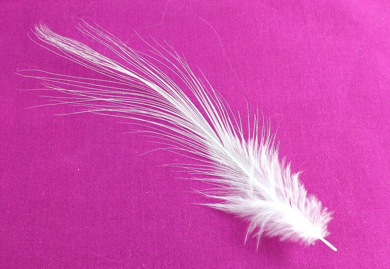 4-6 Inch Egret Feather. an Exotic Rare White Bird Plume That - Etsy
