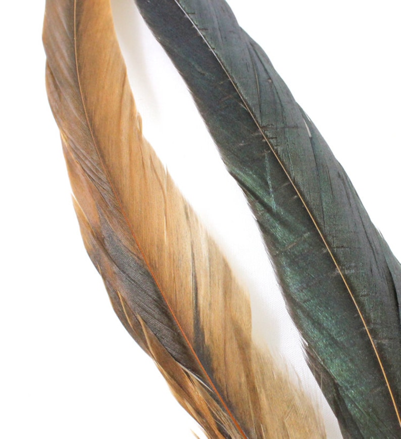 9-12 Inch Brown Rooster Tail Feathers. 5 Natural Rooster - Etsy