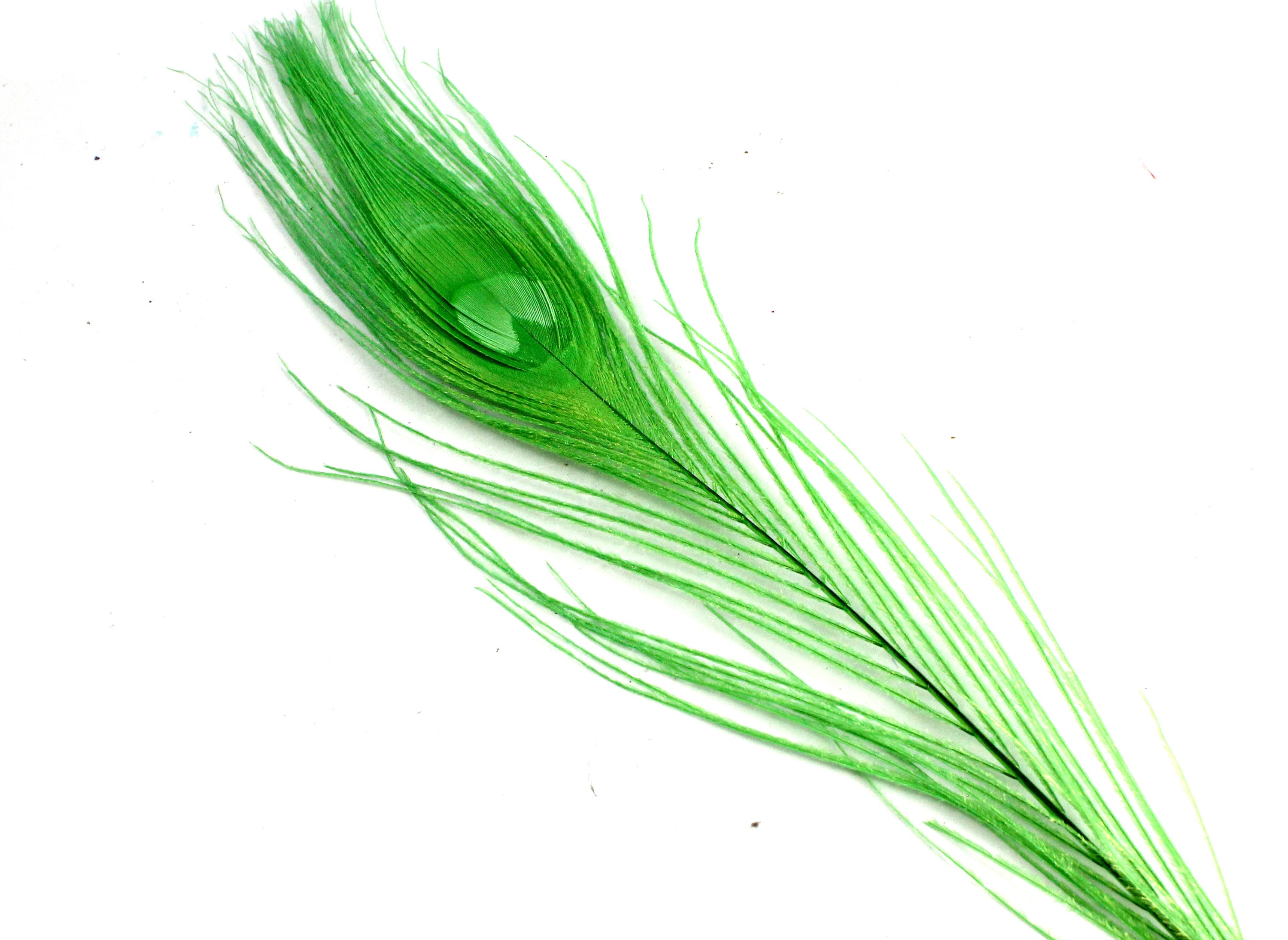 Lime Green Peacock Feathers. 5 9-11 Inch Dyed Apple Colored | Etsy