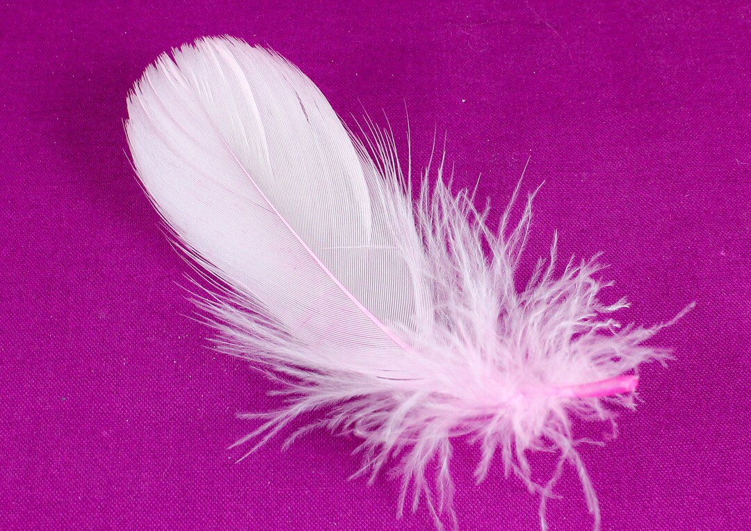 3-5 Inch Baby Pink Feathers. Light Colored Plumes for Making Cat Toys ...