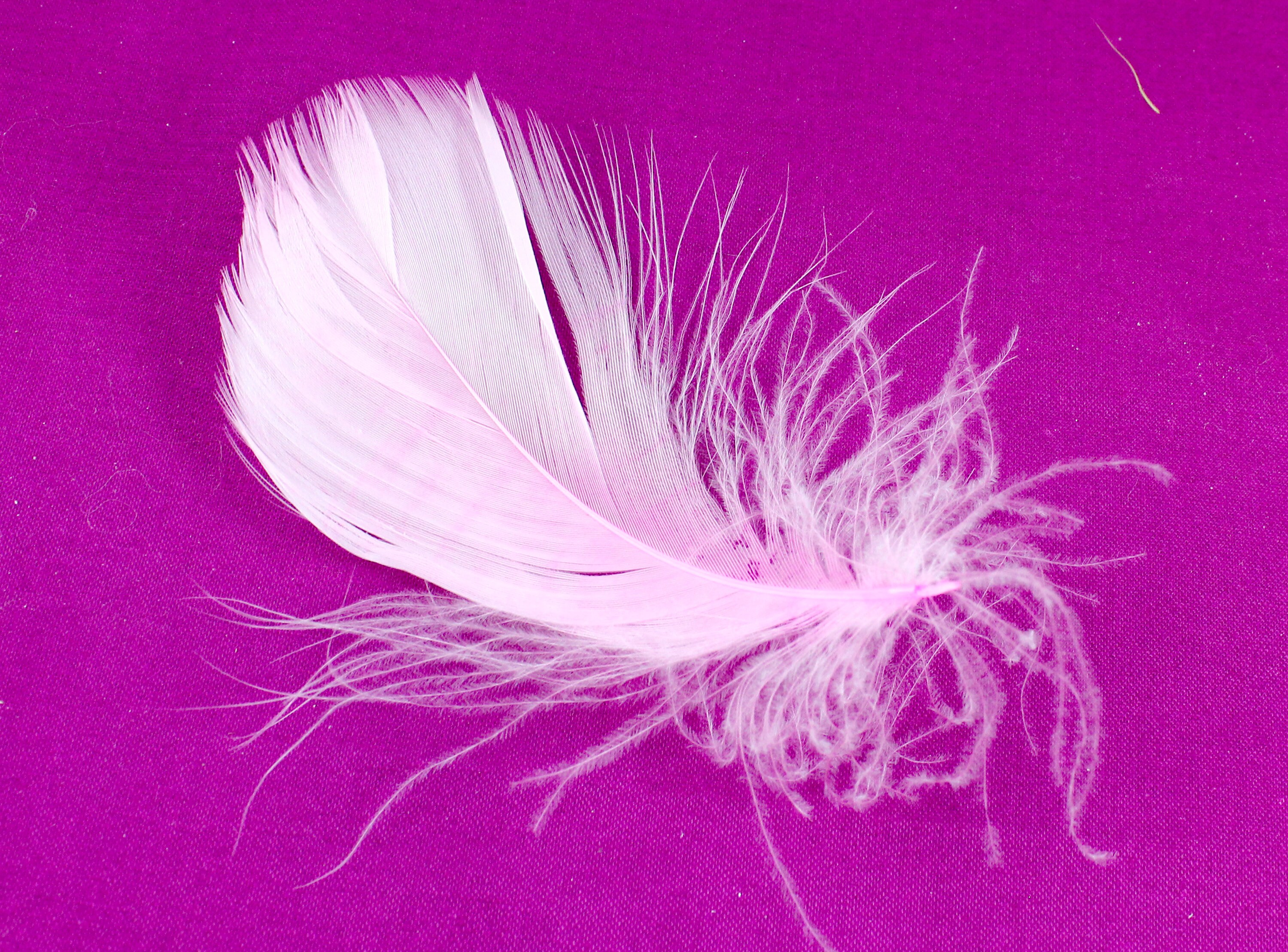 3-5 Inch Baby Pink Feathers. Light Colored Plumes for Making - Etsy Canada