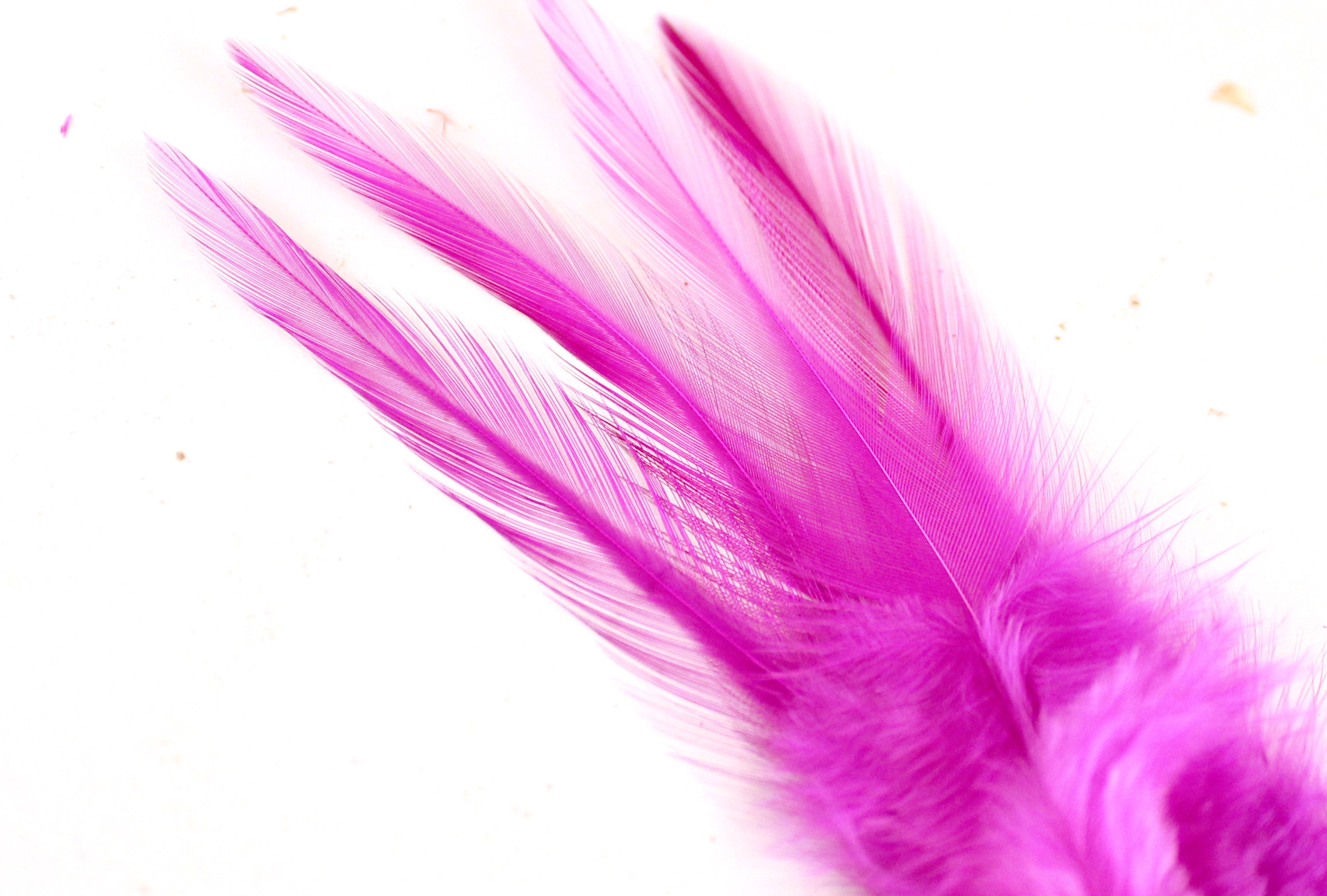 Plum Rooster Hackle Feathers for Making Hair Fascinators Narrow Wine ...