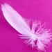 3-5 Inch Light Purple Goose Feathers. Pale Mauve Colored Bird ...