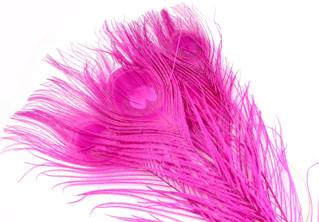 Magenta Peacock Feathers. (5) Dyed Pink Bird Feather. Solid Colored ...