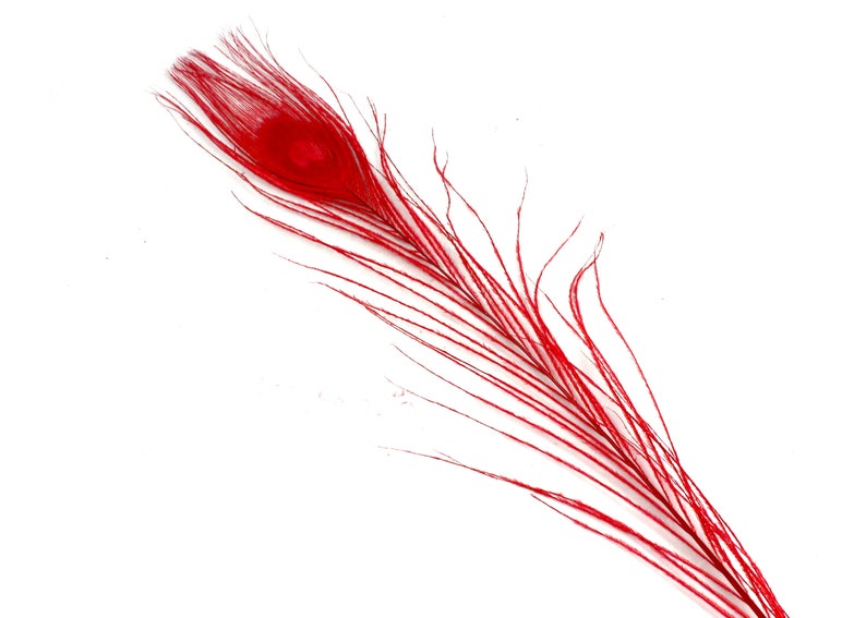 Red Peacock Feathers. 5 Cardinal Colored Bird Decorations | Etsy