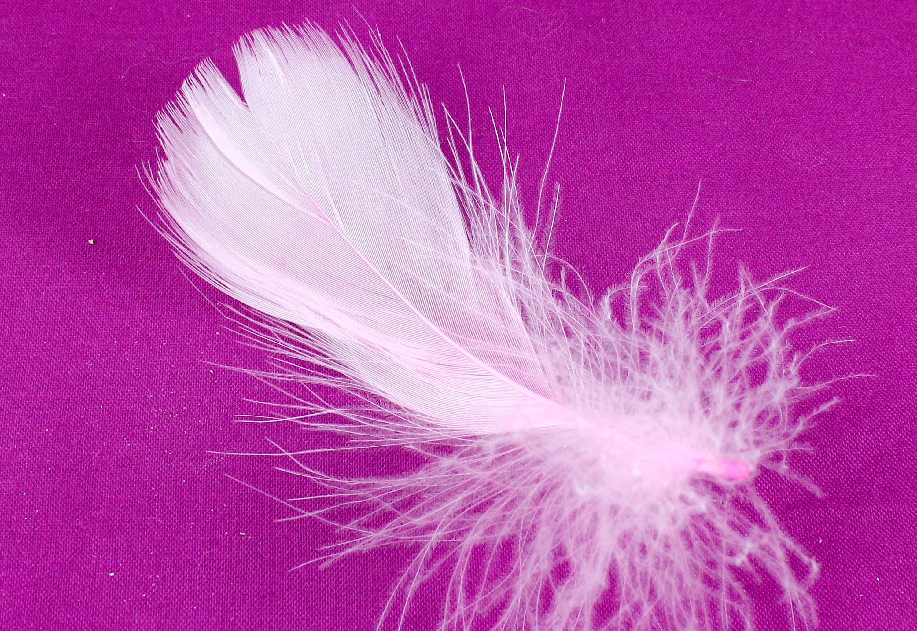 3-5 Inch Baby Pink Feathers. Light Colored Plumes for Making - Etsy Canada