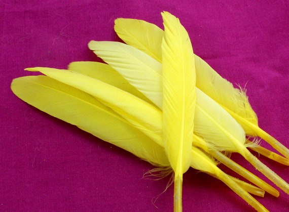 4-6 Inch Yellow Duck Feathers. 10 Thin Narrow Stiff Bird | Etsy