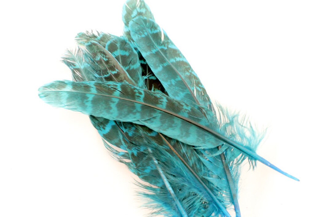 5-6 Inch Turquoise Blue Pheasant Feather. Blue Feather. Black Striped ...