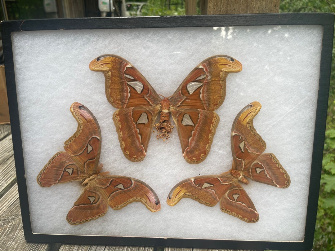 Real Frames Atlas Moth Display - Etsy