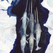 Narwhal - Unicorn of the Sea POSTER 12" X 18" Narwhale Narwhals Arctic ...
