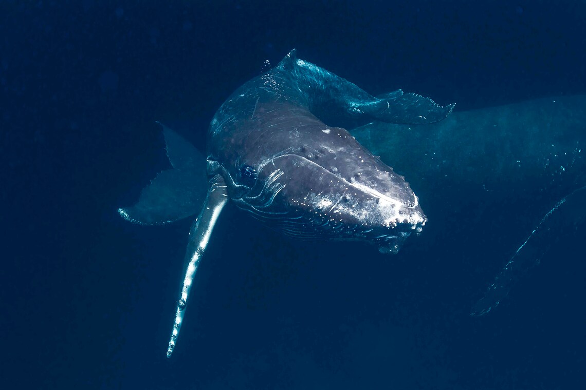 Baby Wal Fotografie Ocean Wildlife Print Tierliebhaber Geschenk ...