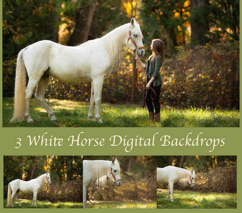 3 White Horse Digital Backdrops - Etsy
