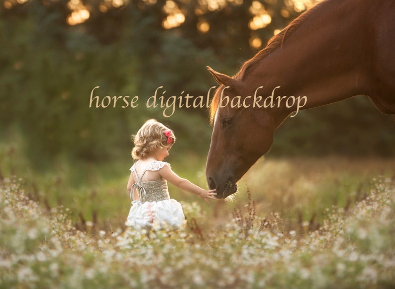Horse Digital Background - Etsy