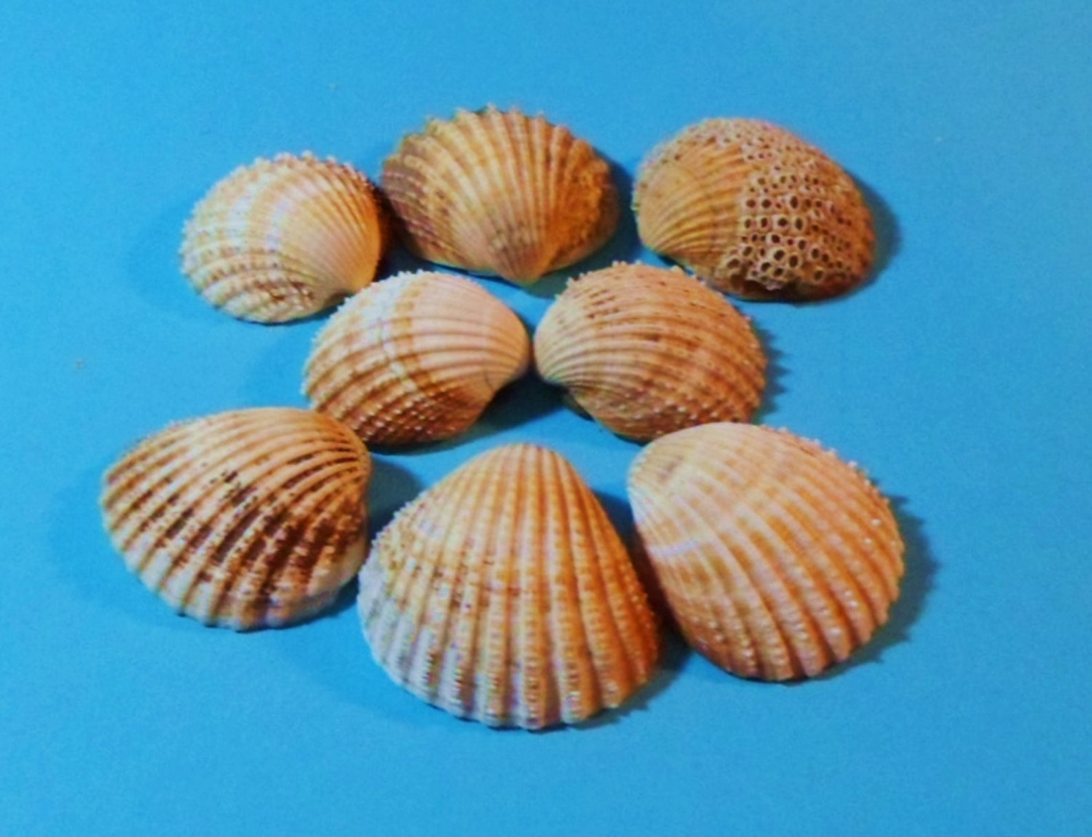 PRICKLY COCKLE SHELLS, Spiny Cockles. - Etsy UK