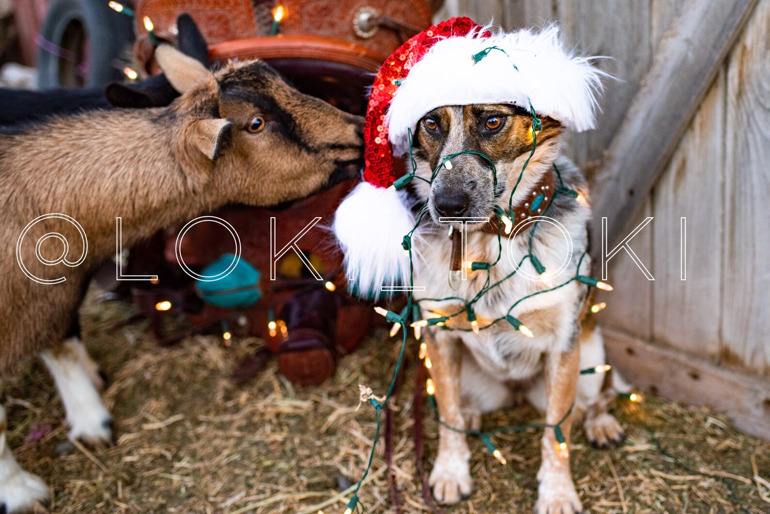 Christmas Farm Animal Greeting Cards Variety Pack Holiday - Etsy