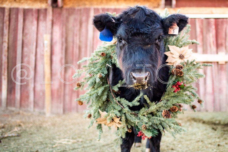 Christmas Farm Animal Greeting Cards Variety Pack Holiday | Etsy