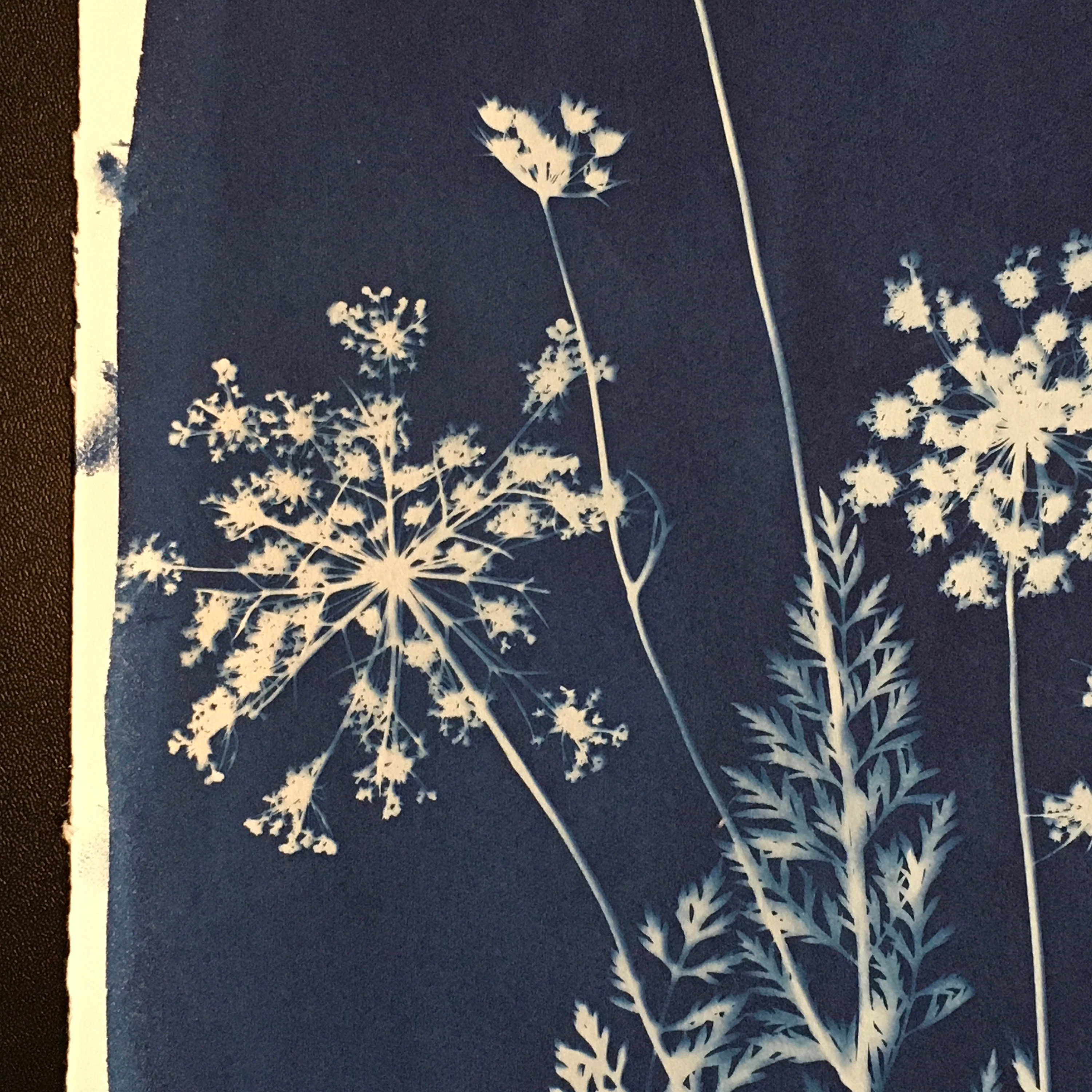 Queen Anne's Lace original cyanotype nature print using | Etsy
