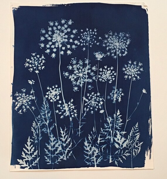 Queen Anne's Lace Original Cyanotype Nature Print Using - Etsy