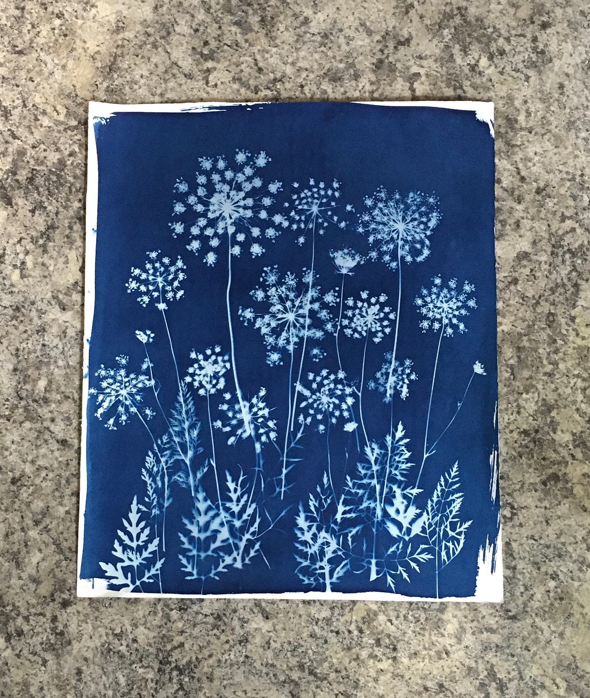 Queen Anne's Lace original cyanotype nature print using | Etsy