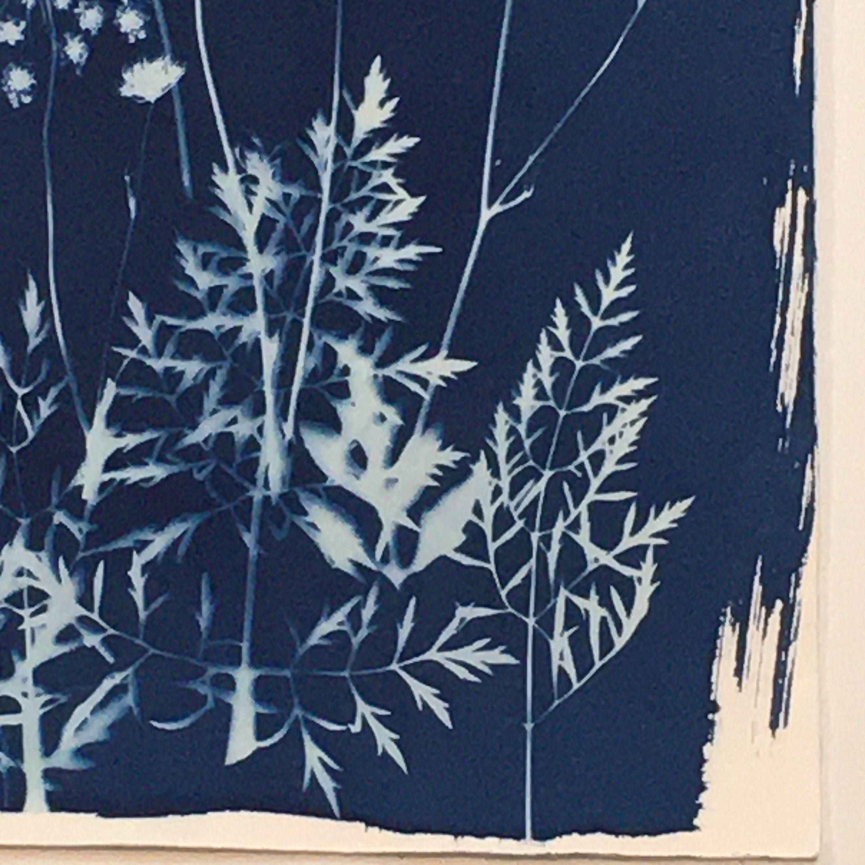Queen Anne's Lace original cyanotype nature print using | Etsy