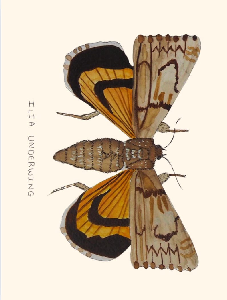 Entomology Print - Ilia Underwing Moth Watercolor Print - Etsy