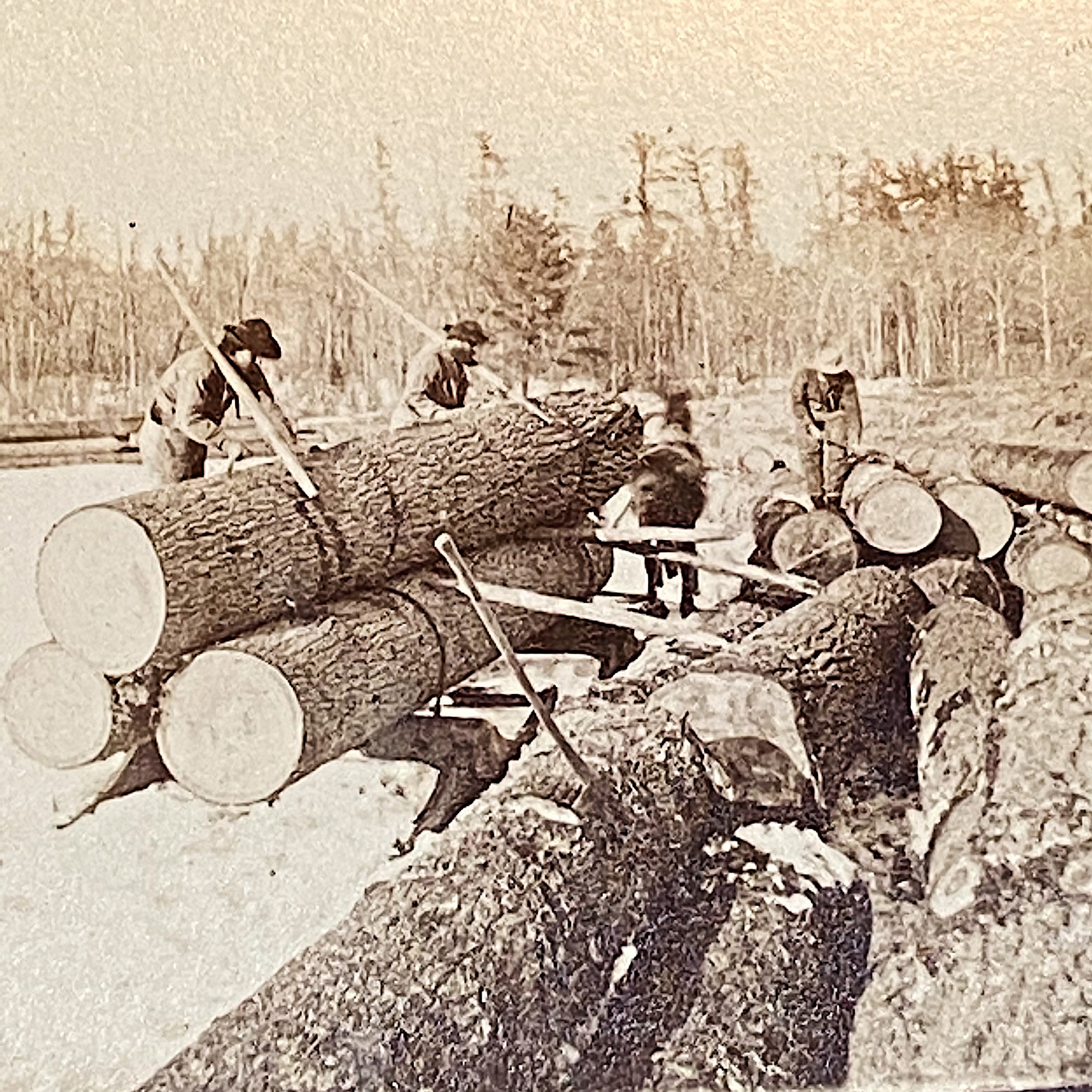 1800 S Logging Photos