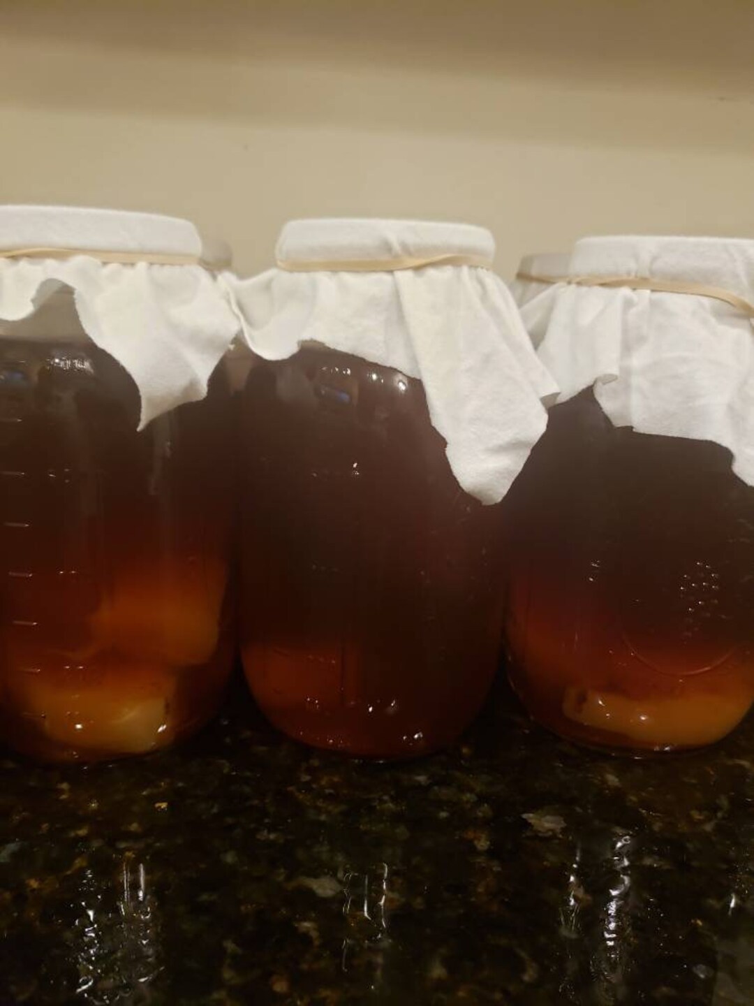 Scoby for Kombucha Skoby - Etsy