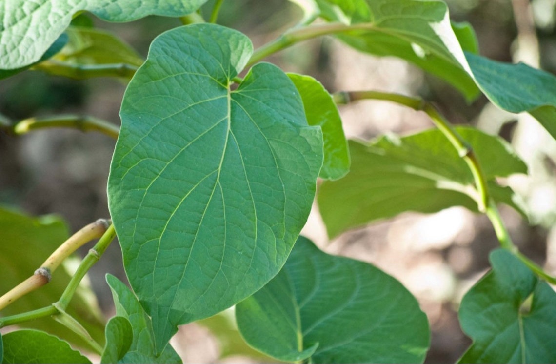 Root Beer Plant (hoja Santa) - Etsy