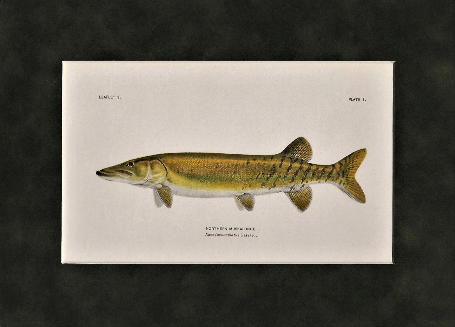 Northern MUSKALONGE Freshwater Pike Fish Vintage 1927 MATTED - Etsy
