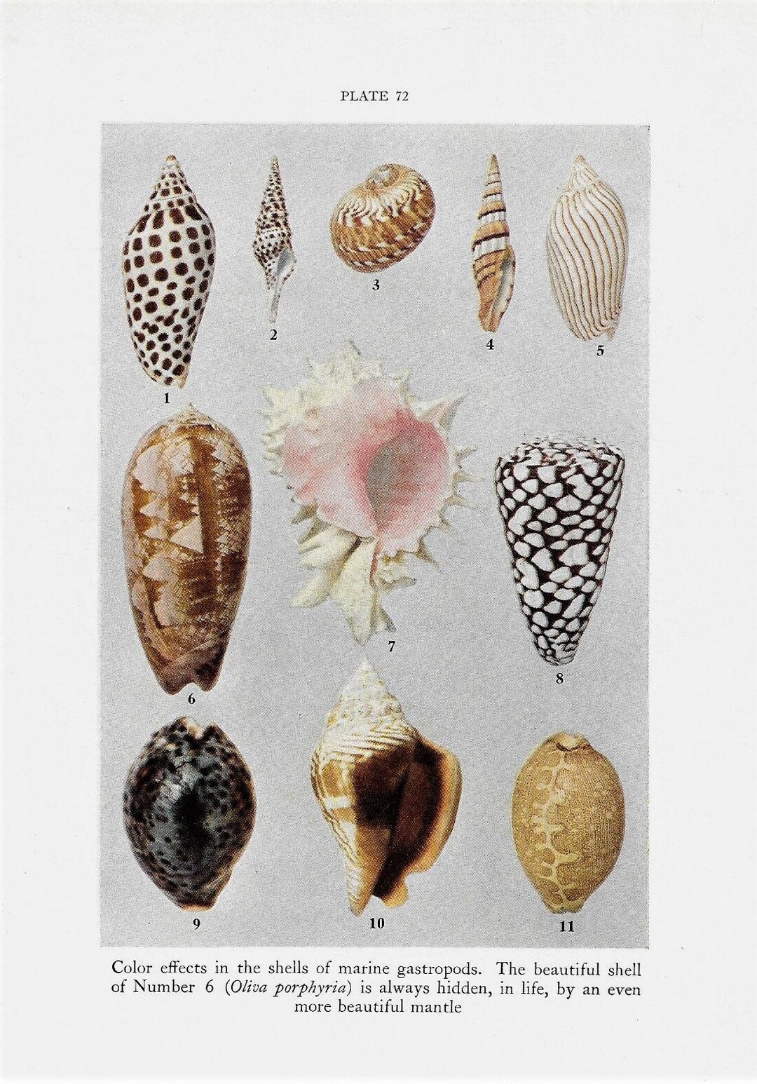 Ocean Sea SHELL Gastropods - ORIGINAL 1934 Vintage Picture - MATTED or ...