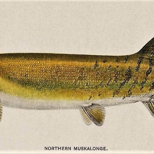 Northern MUSKALONGE Freshwater Pike Fish Vintage 1927 MATTED Picture ...