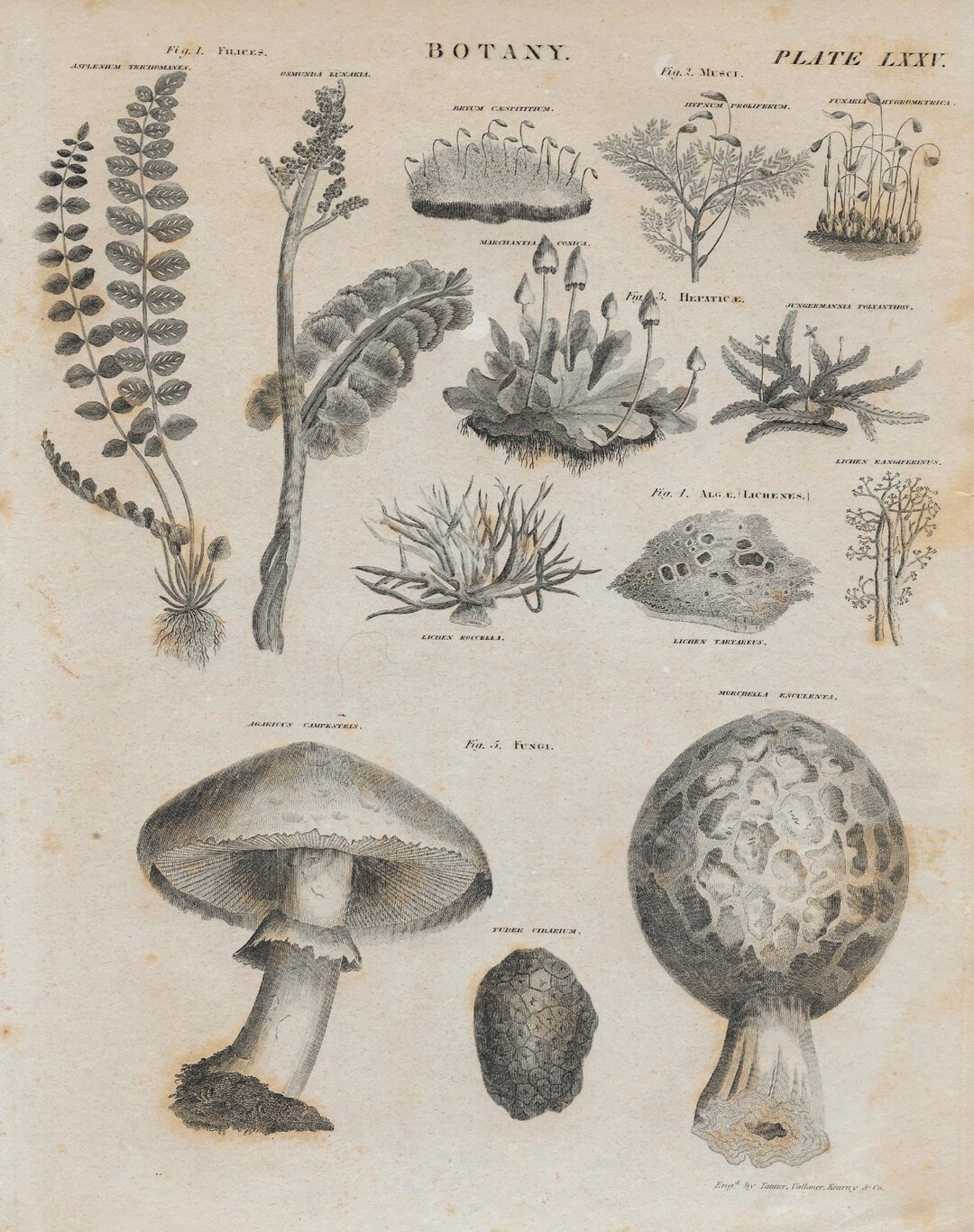 BOTANY Picture 1832 ANTIQUE Engraving With Ferns Lichens MUSHROOMS ...