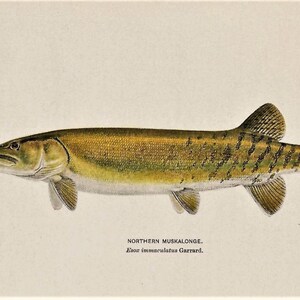 Northern MUSKALONGE Freshwater Pike Fish Vintage 1927 MATTED Picture ...