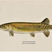 Northern MUSKALONGE Freshwater Pike Fish Vintage 1927 MATTED - Etsy