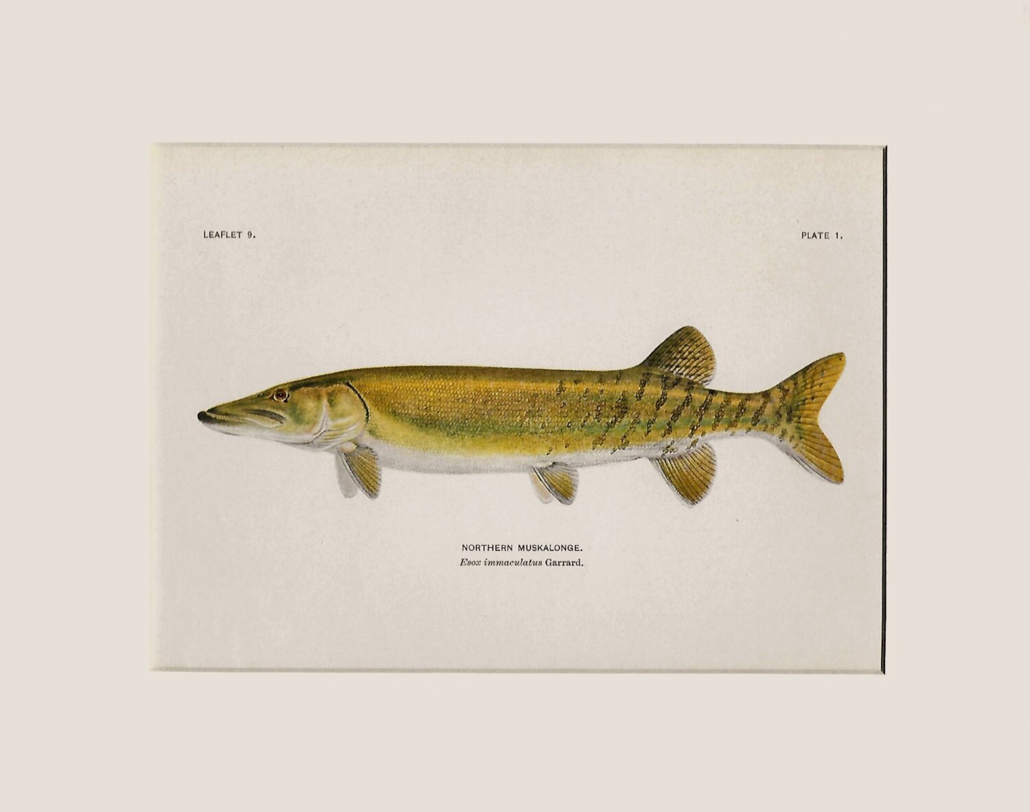 Freshwater Pike
