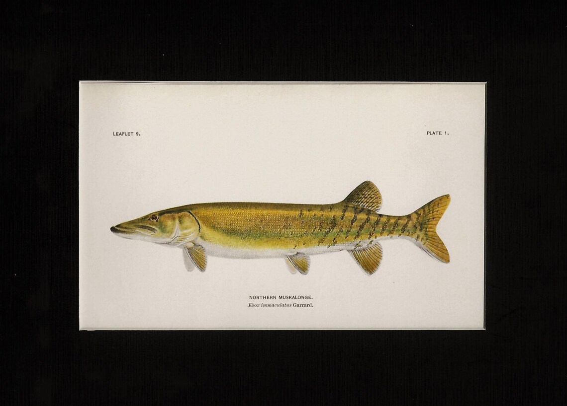 Northern MUSKALONGE Freshwater Pike Fish Vintage 1927 MATTED | Etsy