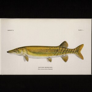 Northern MUSKALONGE Freshwater Pike Fish Vintage 1927 MATTED Picture ...