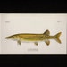 Northern MUSKALONGE Freshwater Pike Fish Vintage 1927 MATTED - Etsy