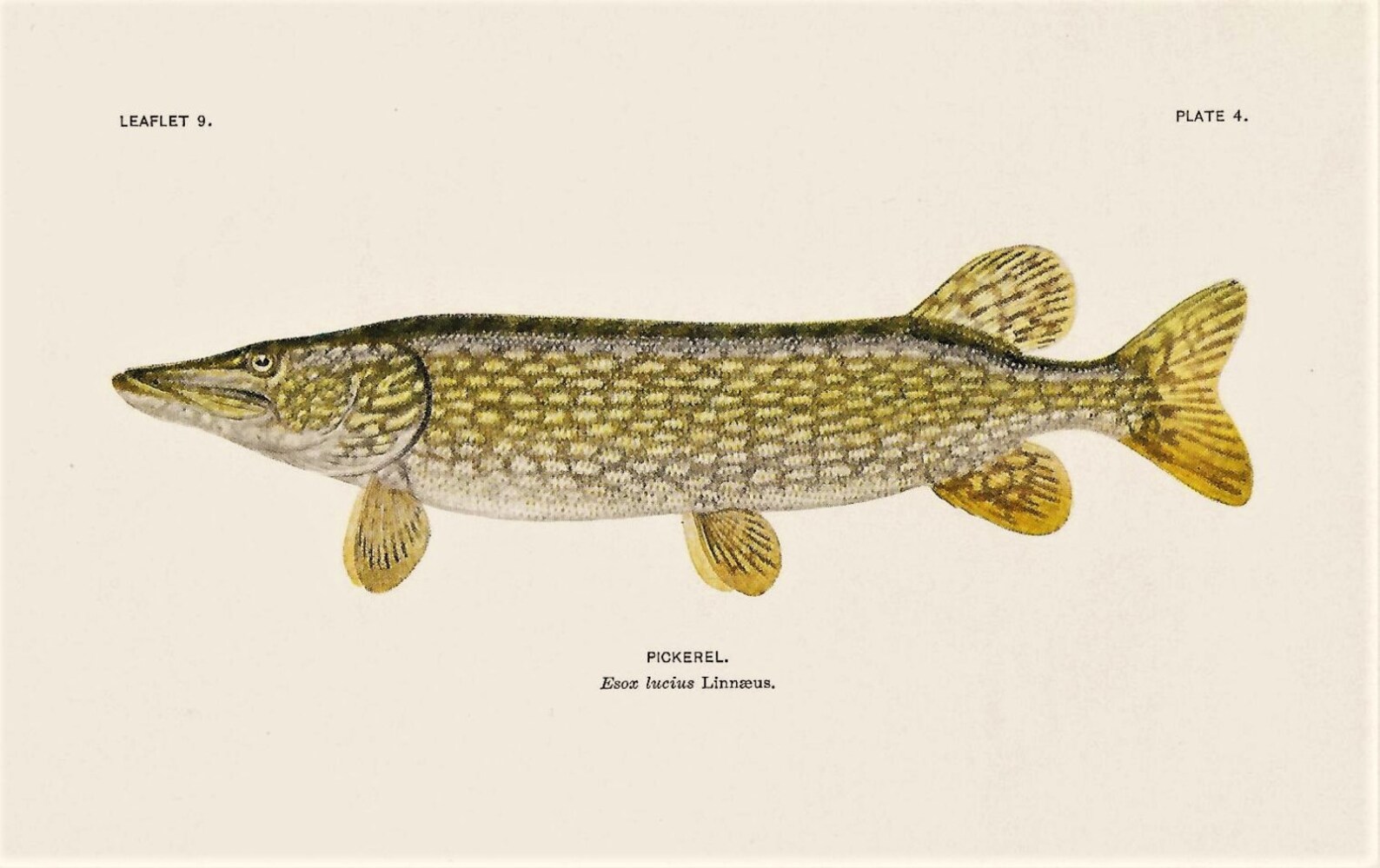 PICKEREL of Pike Fish Family VINTAGE 1927 MATTED Picture found | Etsy