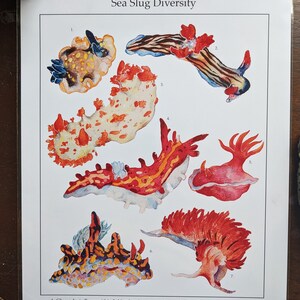 Sea Slug Diversity | 8.5x11 Matte Photo Print - Etsy