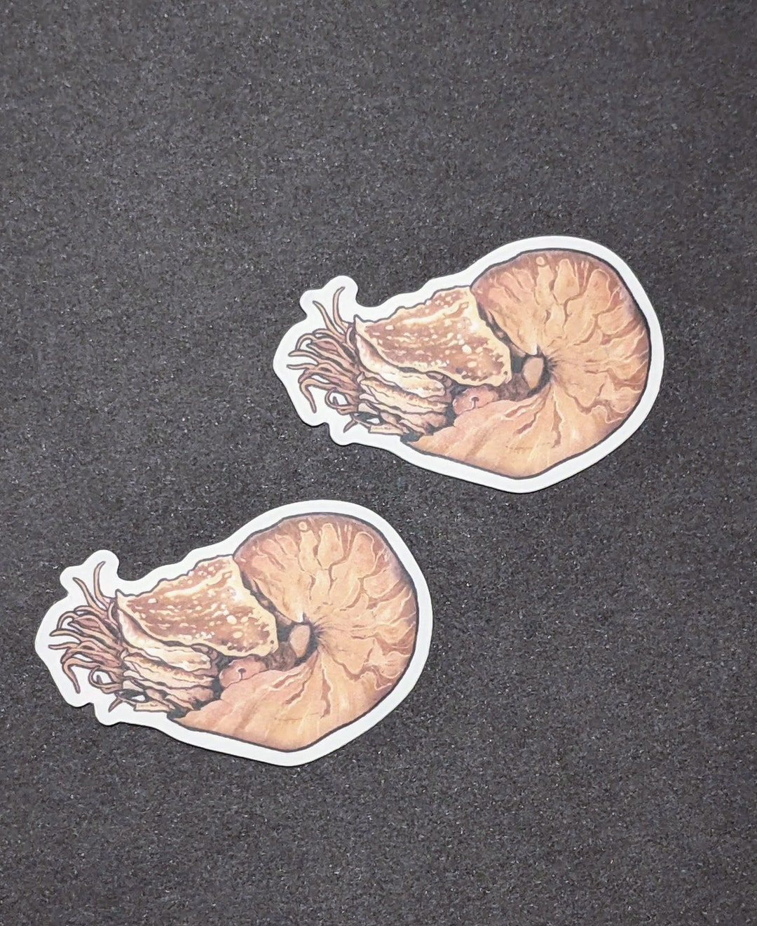 Mini Nautilus Sticker - Etsy