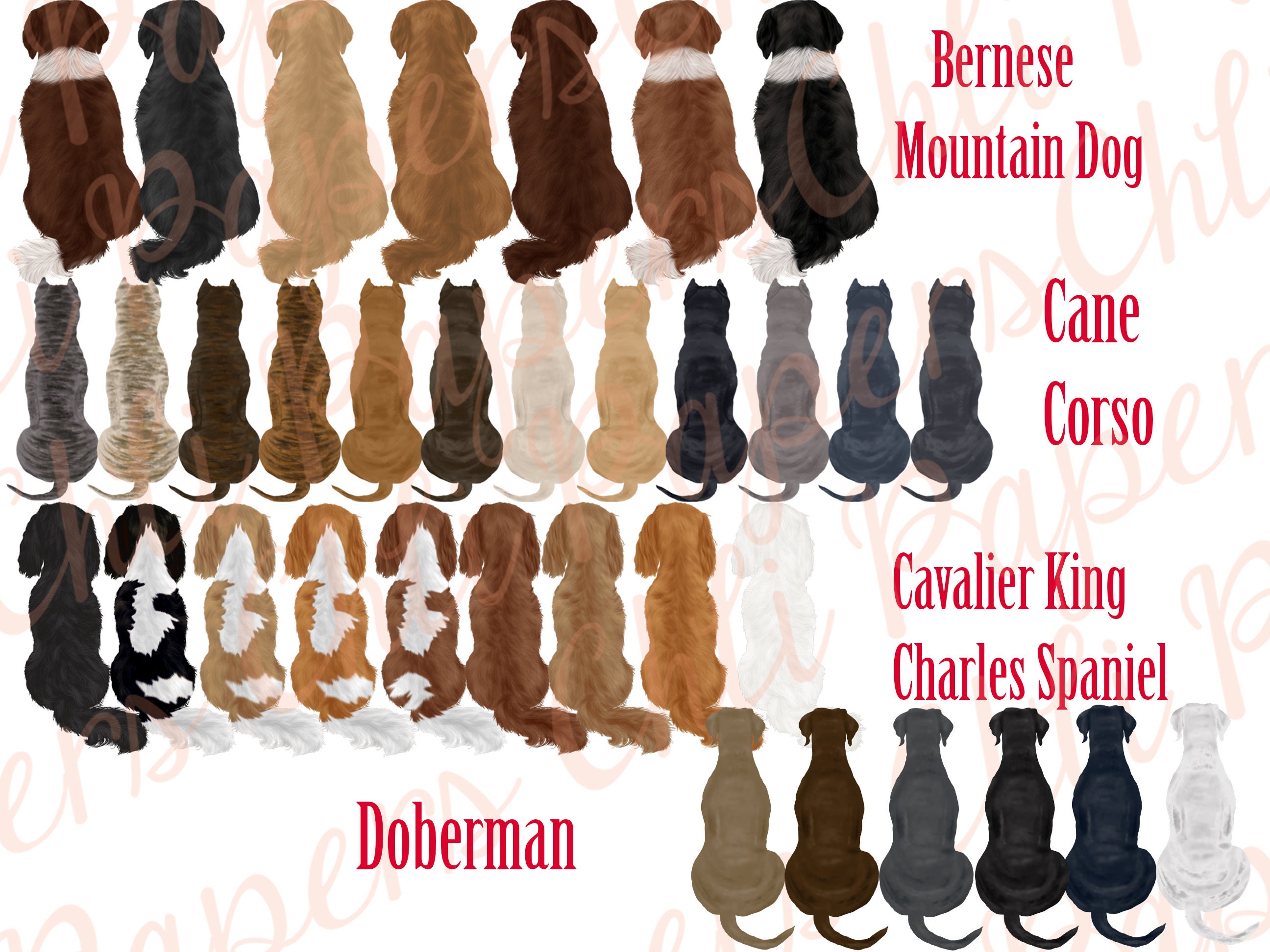 Dog Breeds Clipart,dogs Clip Art,pets Illustrations,puppies Clipart,dog ...