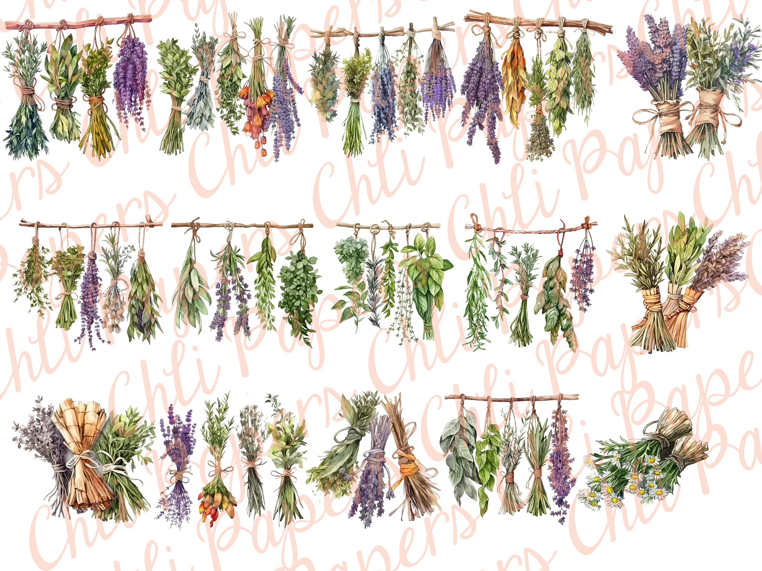 Dried Herbs Clipart,watercolor Herbs,hanging Herbs Png,culinary Herbs ...