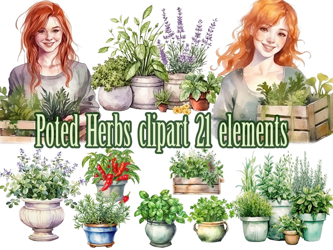 Watercolor Herbs, Herbs Clipart, Potted Plants Png, Culinary Herbs Png ...