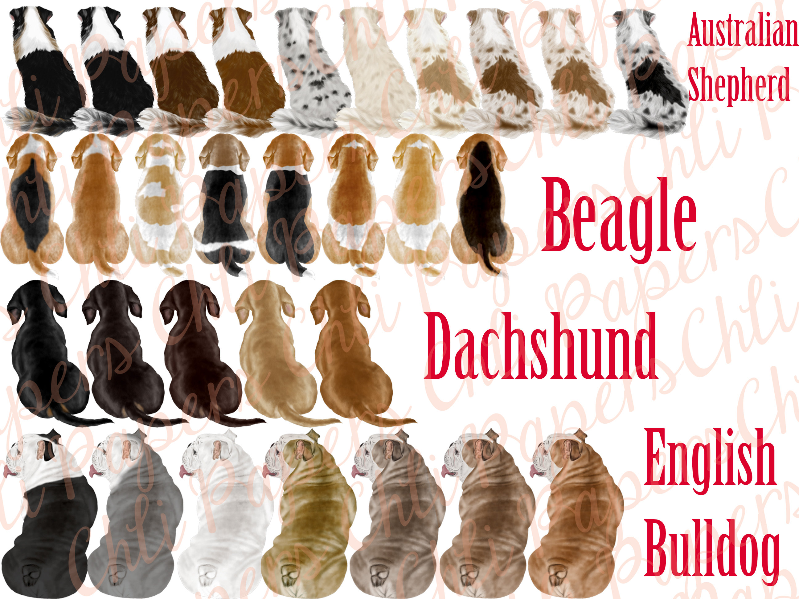 Dog Breeds Clipart,dogs Clip Art,pets Illustrations,puppies Clipart,dog ...