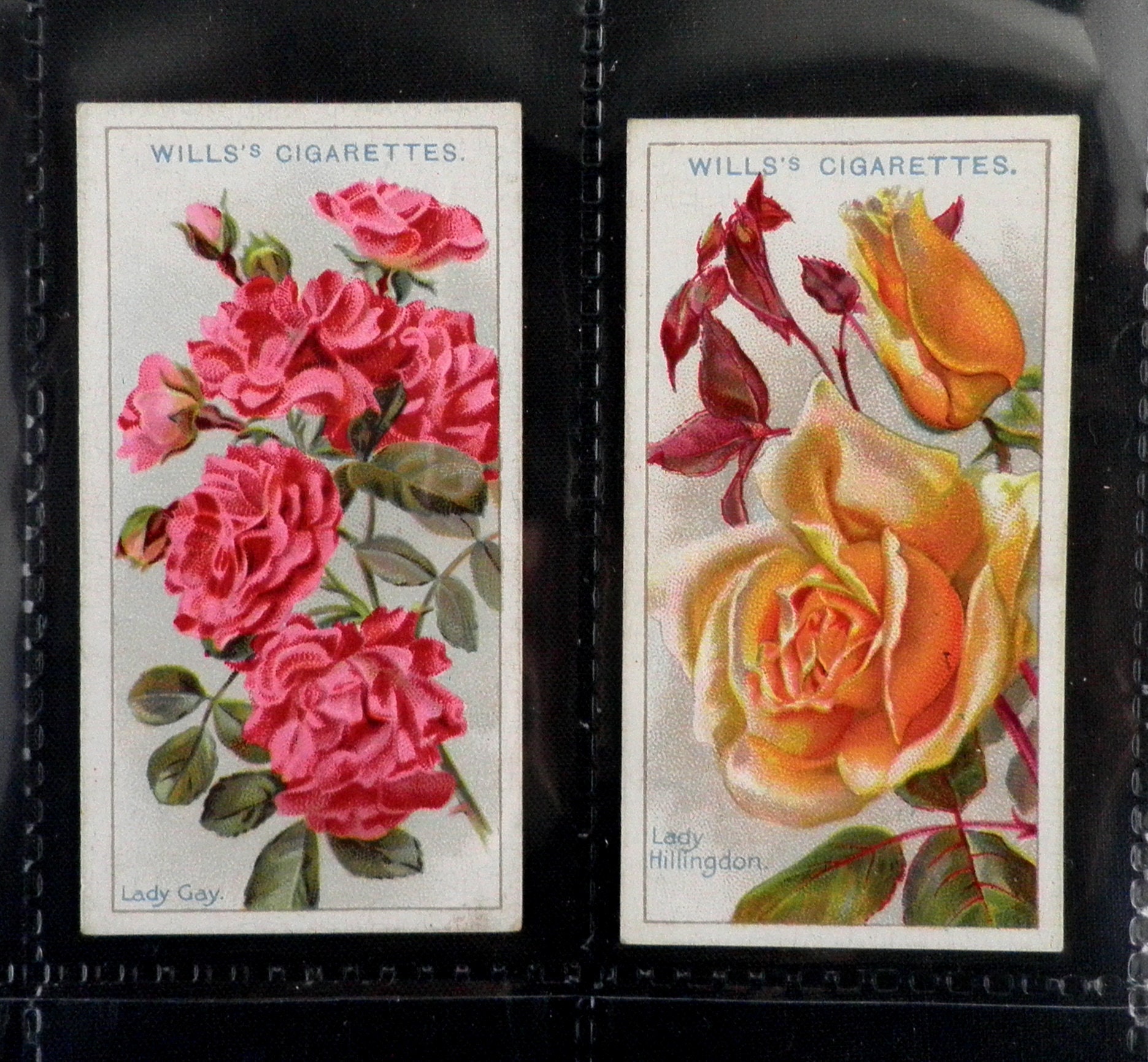 Roses Cigarette Cards by WD & HO Wills Issued 1926 Set of 50 Botany ...