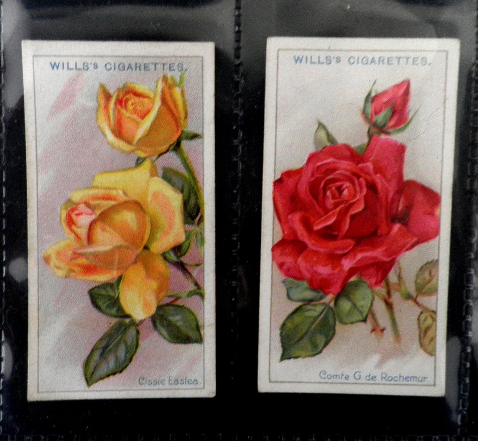 Roses Cigarette Cards by WD & HO Wills Issued 1926 Set of 50 Botany ...
